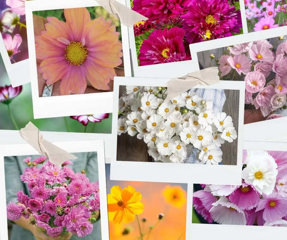 Cosmos Flowers: A Canadian Planting Guide To Grow From Seed – Circle Farms