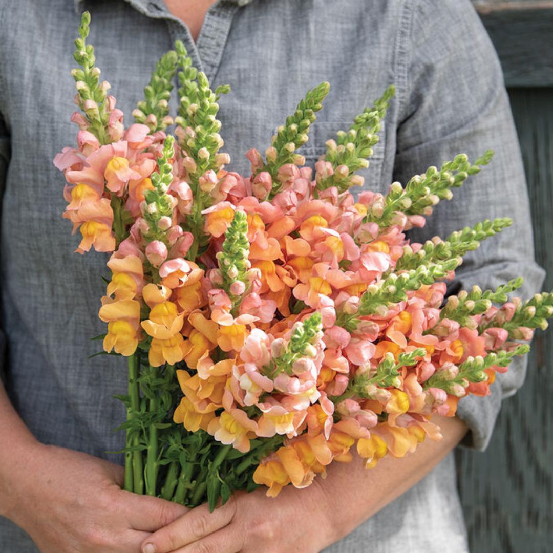 Snapdragon Seeds Cut Flower Seeds | Circle Farms Canada