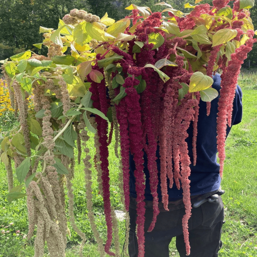 Amaranth Seeds | Vibrant, Cascading Blooms for Gardens & Bouquets ...