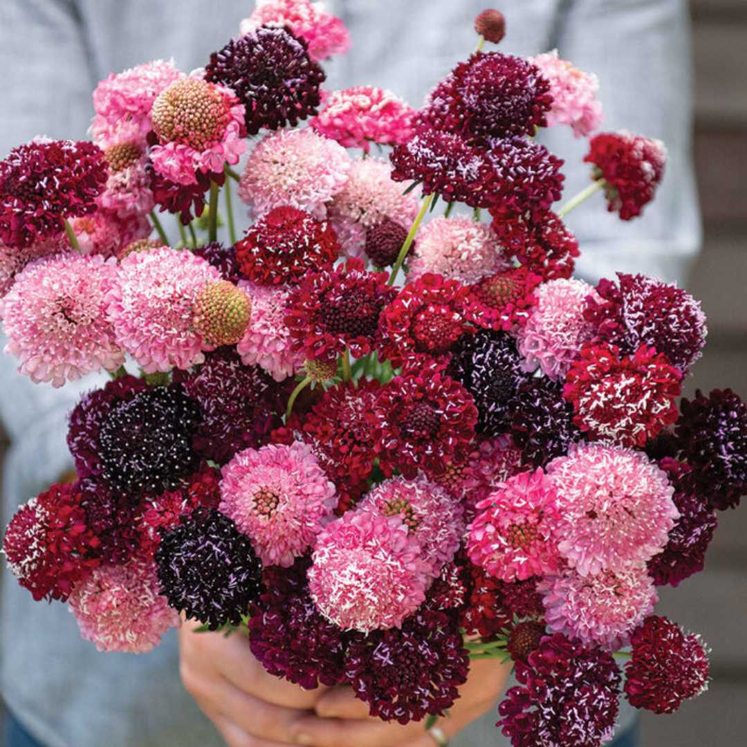 Scabiosa Pincushion Seeds | Pollinator-Friendly Blooms for Cutting ...