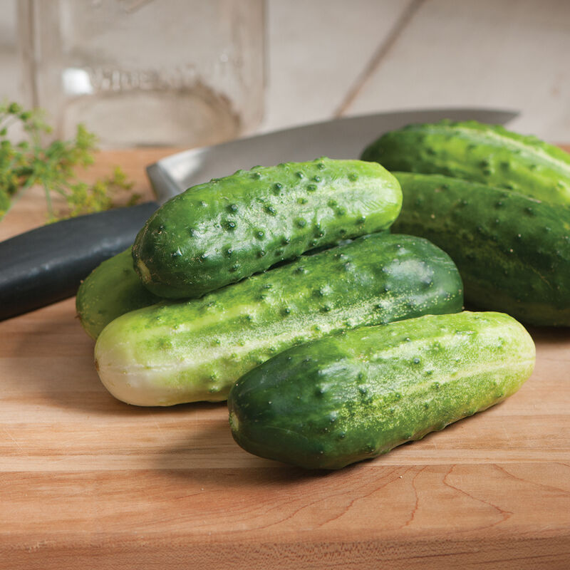 Open Pollinated & Heirloom Cucumber Seeds | Circle Farms