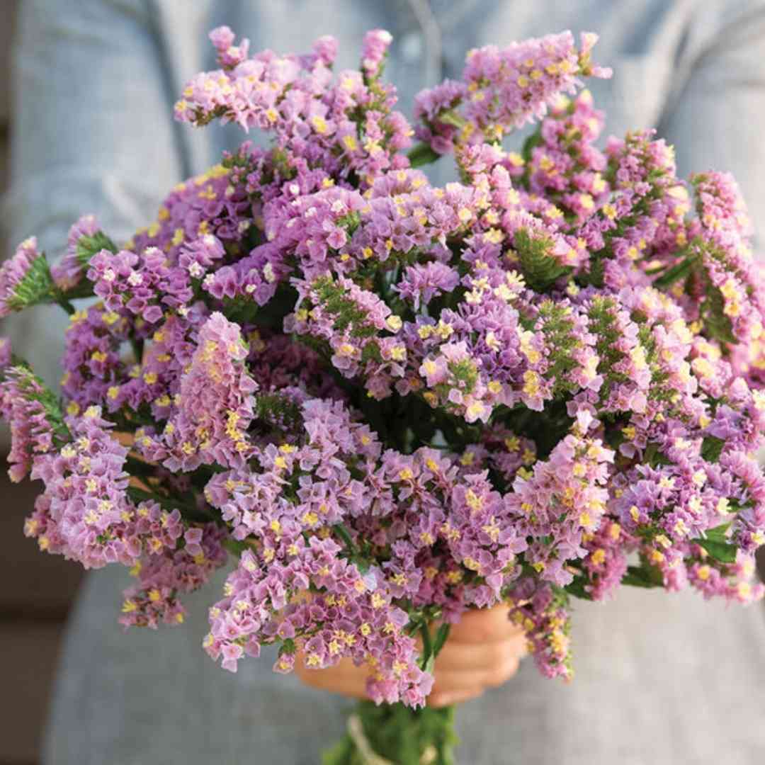 Statice Flower Seeds Collection | Circle Farms Canada