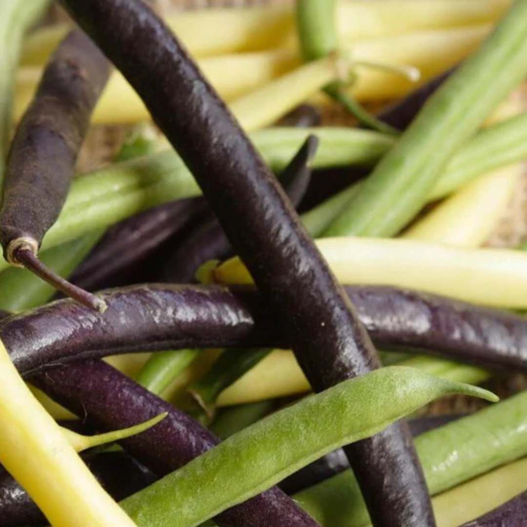 Vegetable Seeds - Tricolour Bean Blend | Circle Farms Canada