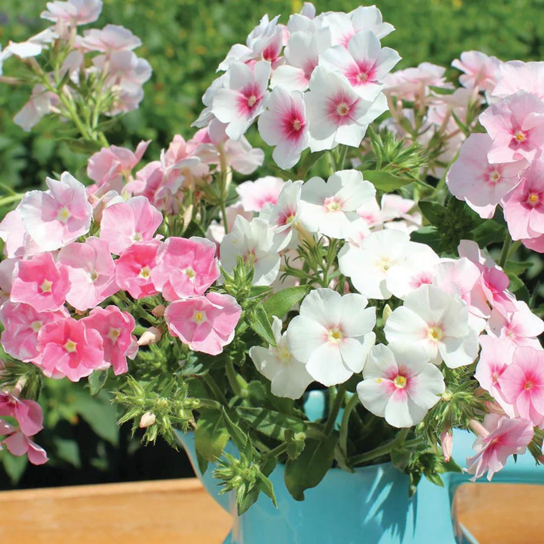 Phlox Flower Seeds - Blushing Bride | Circle Farms Canada