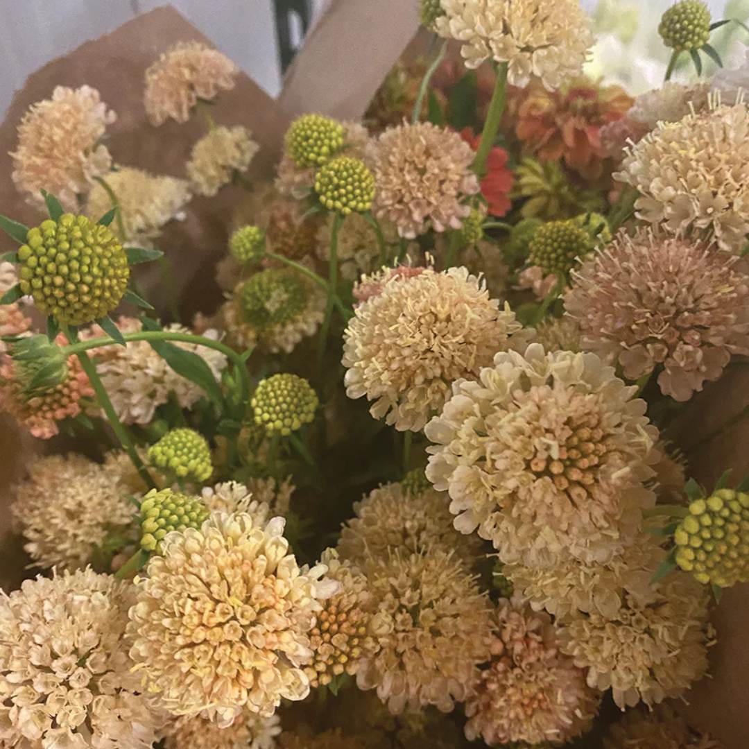 Scabiosa Pincushion Flower Seeds - Fata Morgana | Circle Farms