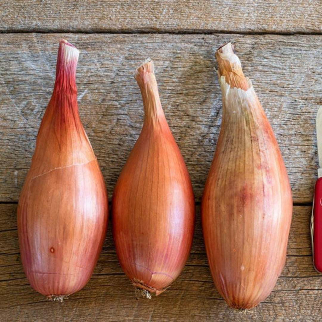 Onion Seeds | Grow Onions, Shallots & Leeks in Canadian Gardens ...