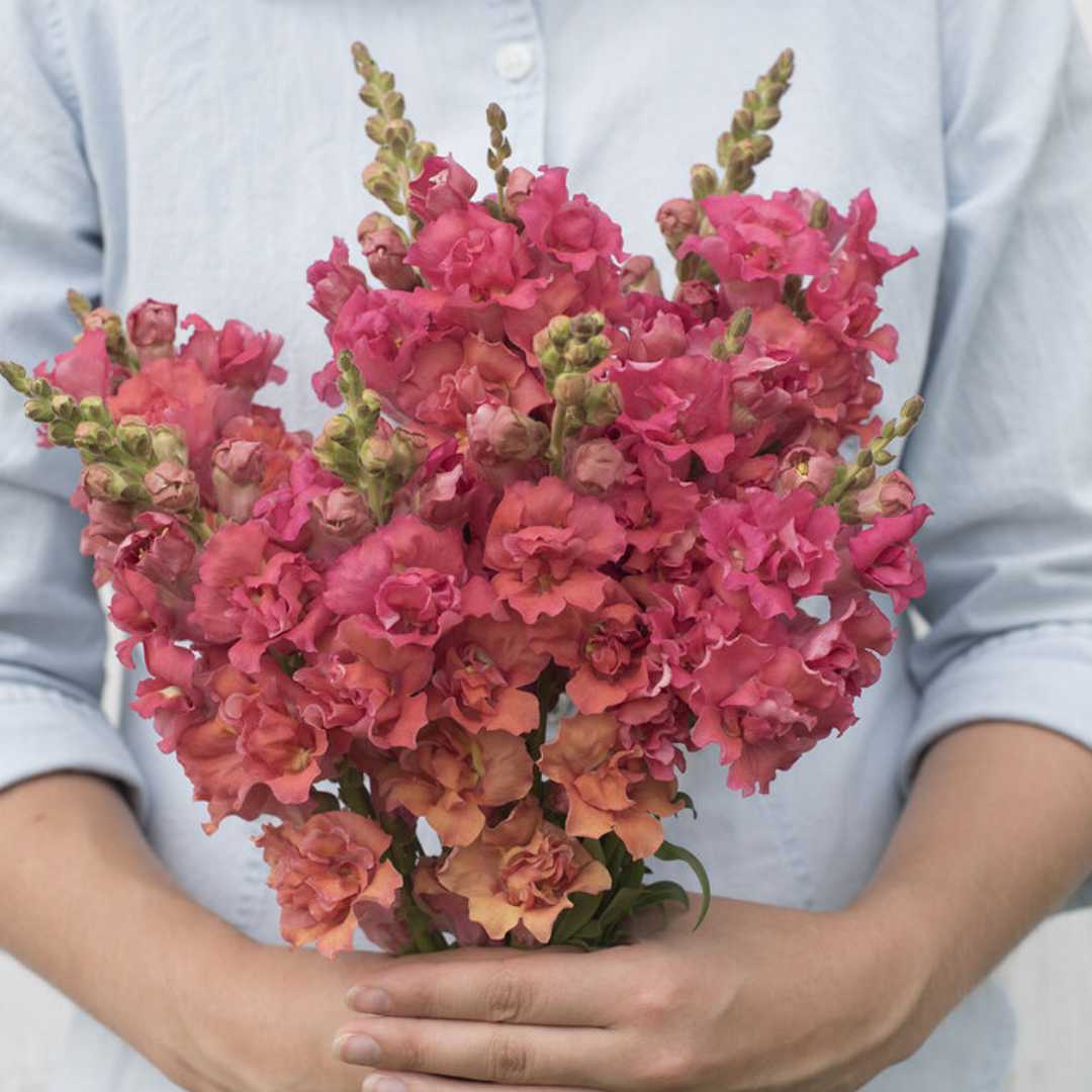 Snapdragons Flower Seeds - Madame Butterfly Bronze – Circle Farms