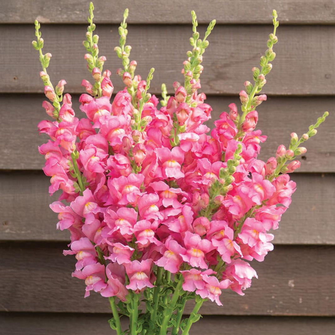 Snapdragon Seeds Cut Flower Seeds | Circle Farms Canada