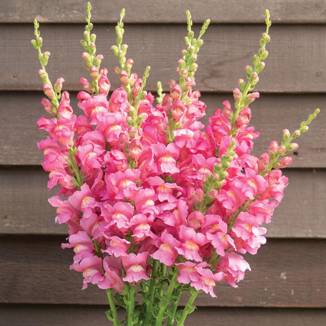 Snapdragons Flower Seeds - Costa Deep Rose II - Circle Farms