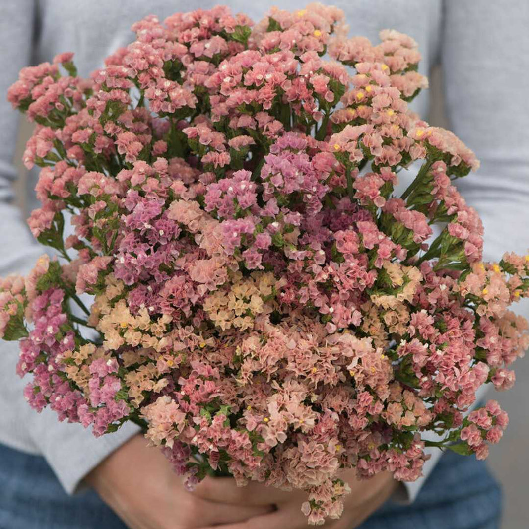 Statice Flower Seeds Collection | Circle Farms Canada