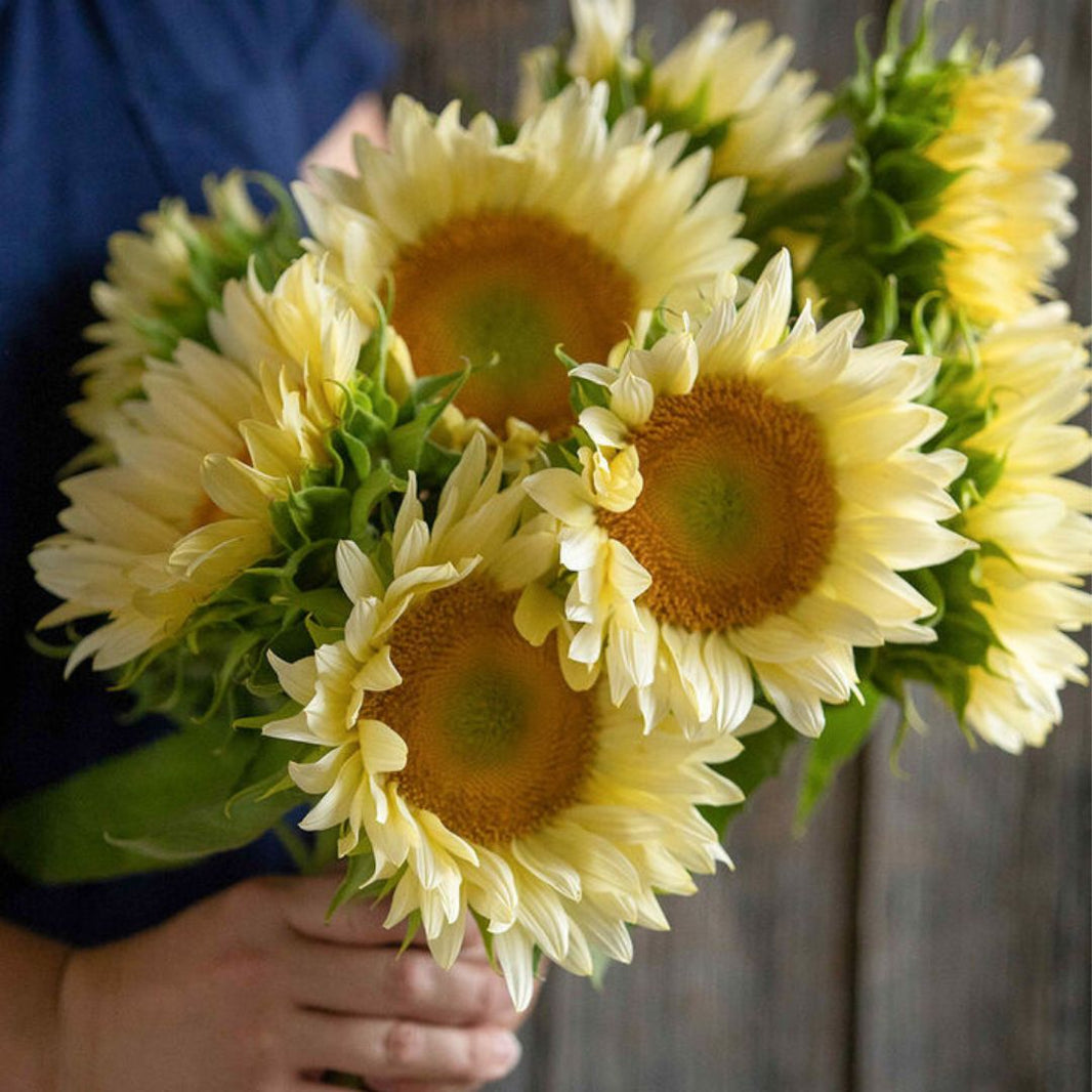 Sunflower Seeds to Plant | Bright, Pollinator-Friendly Blooms – Circle ...