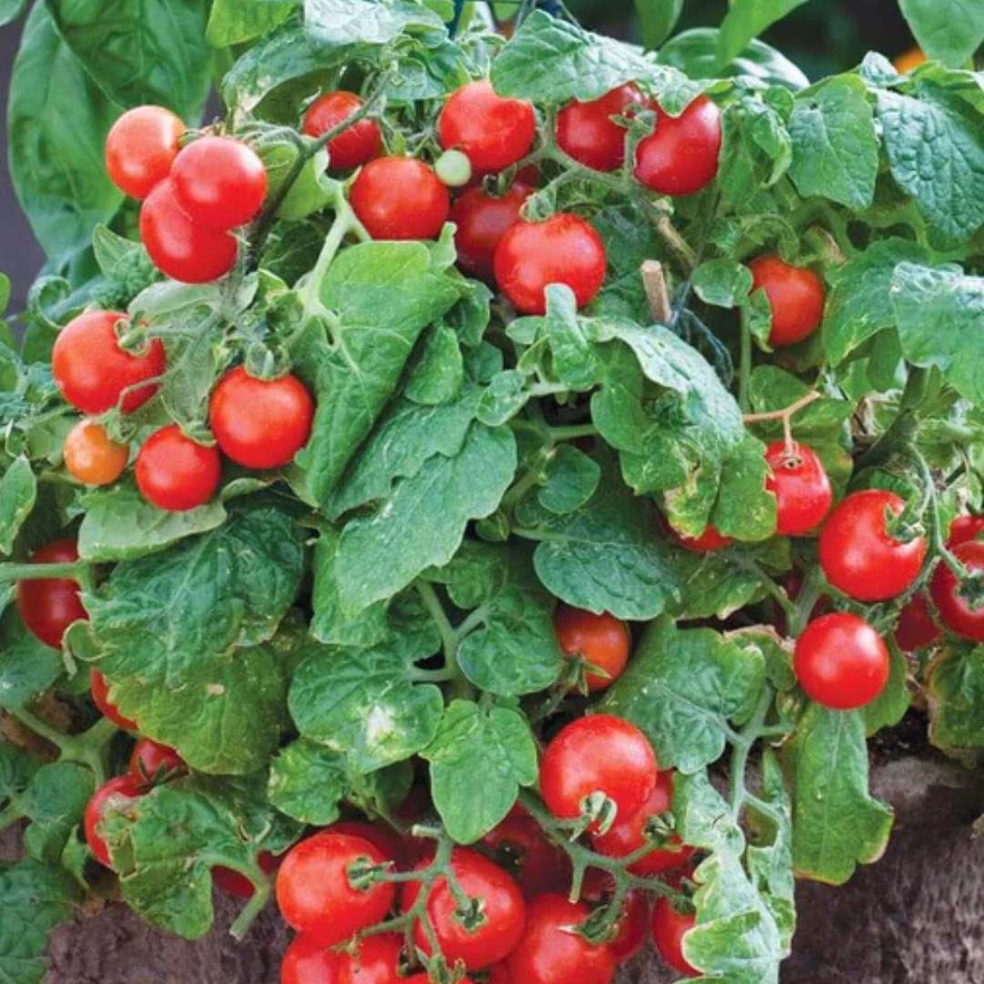 Container Cherry Tomato Seeds - Red Robin | Circle Farms Canada