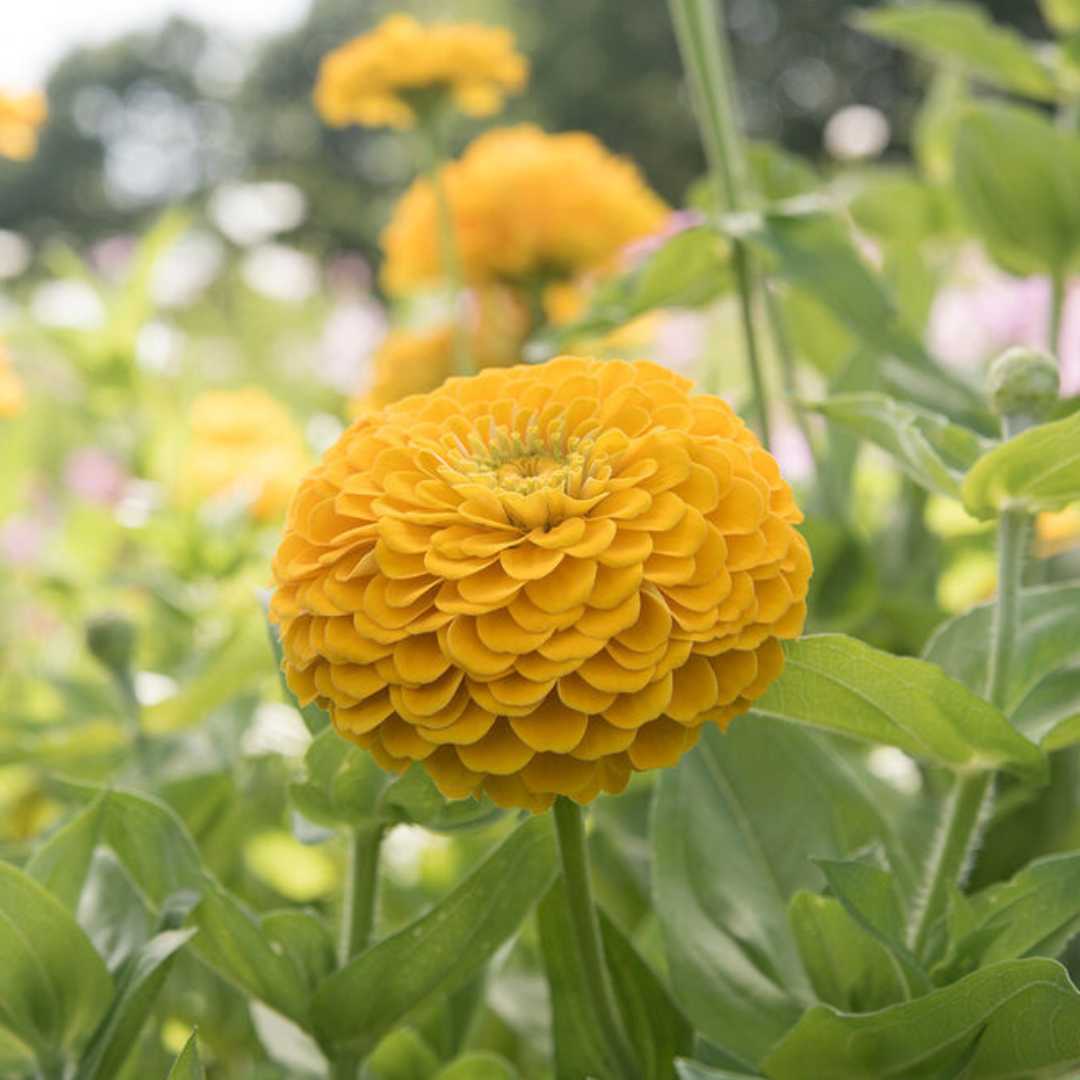 Zinnia Seeds - Benary Giant Golden Yellow | Circle Farms