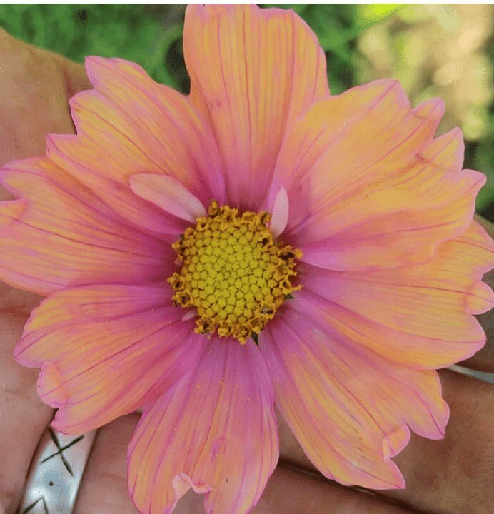 Cosmo Apricotta Flower Seeds | Circle Farms Canada