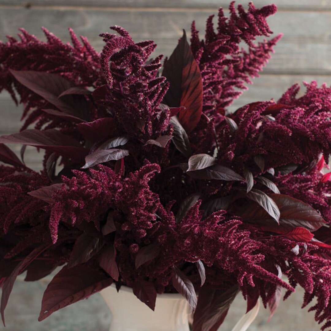 Amaranth Seeds - Red Spike Online | Circle Farms Canada
