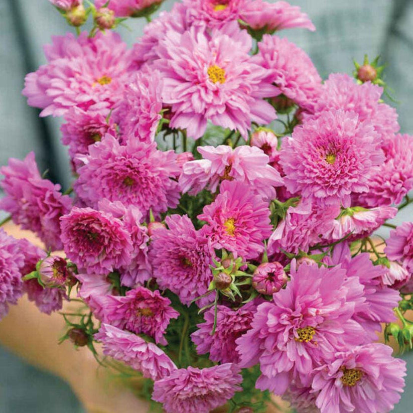 Cosmo Flower Seeds - Double Click Rose Bon Bon | Circle Farms