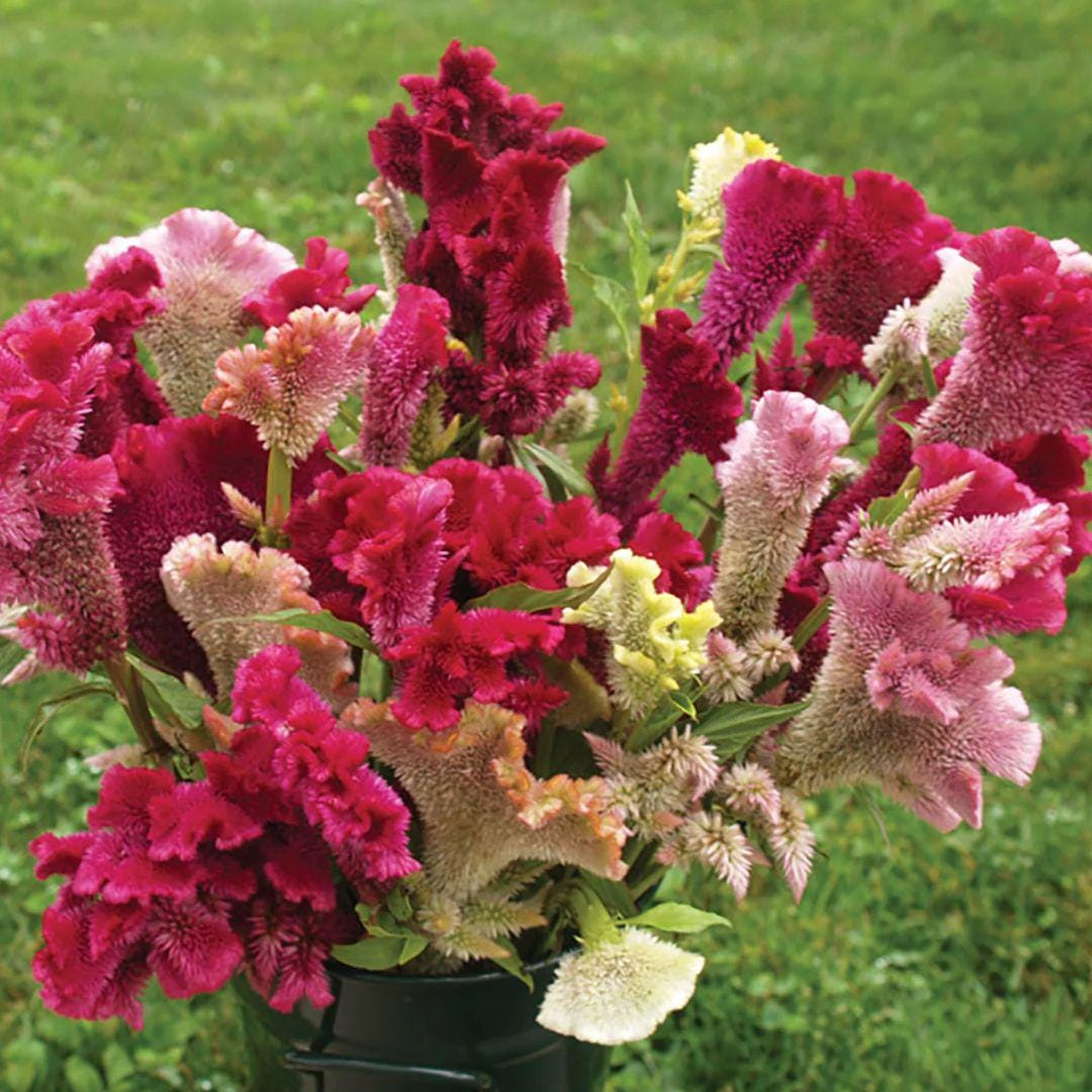Celosia Flower Seeds - Tall Cristata Mix | Circle Farms Canada