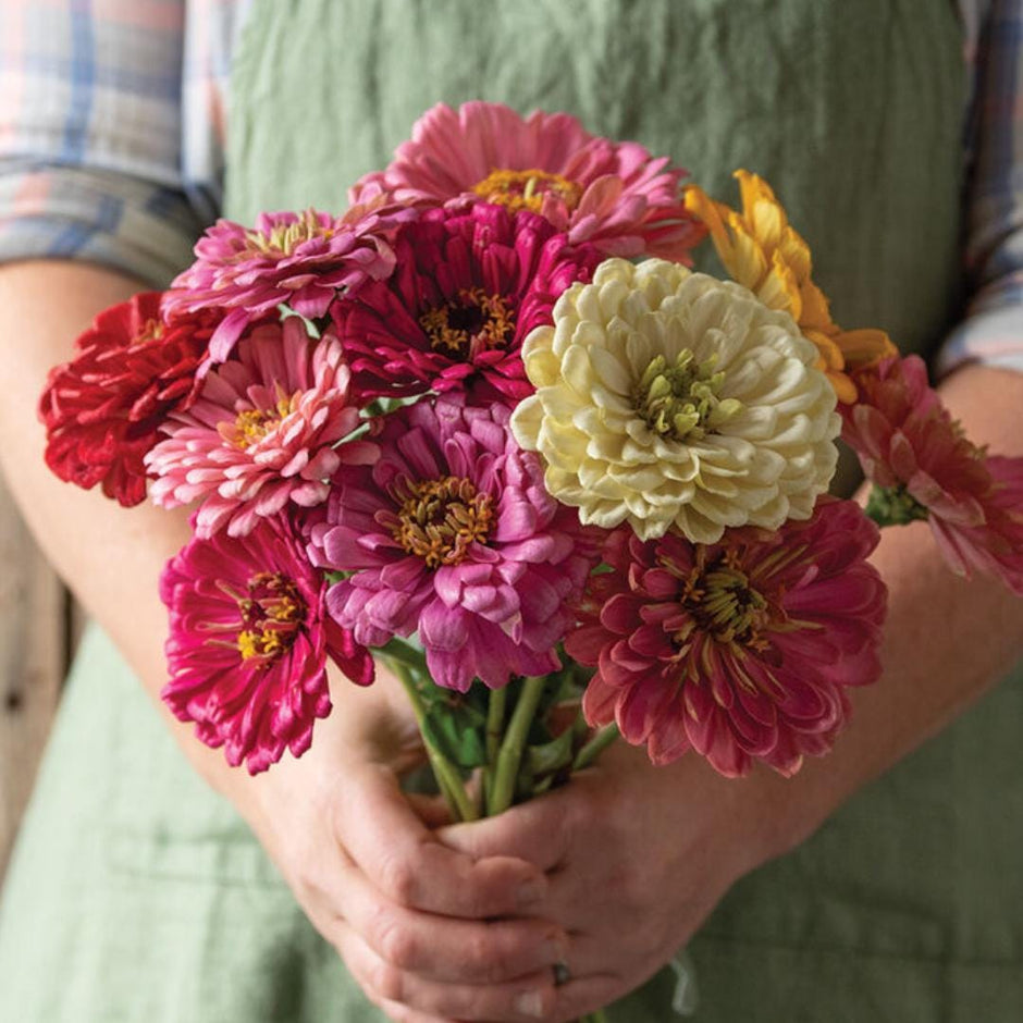 Zinnia Seeds | Circle Farms Canada Heirloom & Open Pollinated Seeds