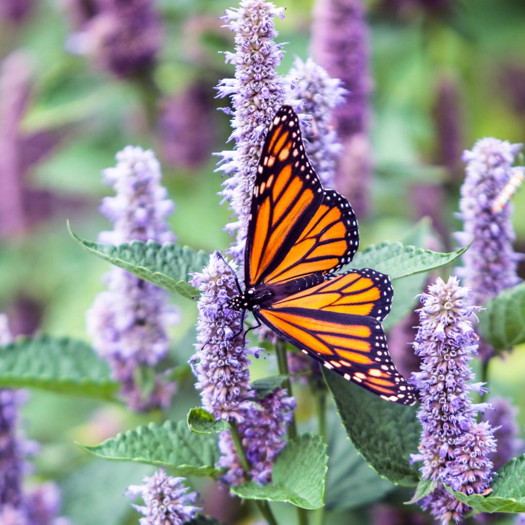 Anise Hyssop Perennial Flower Seeds | Circle Farms