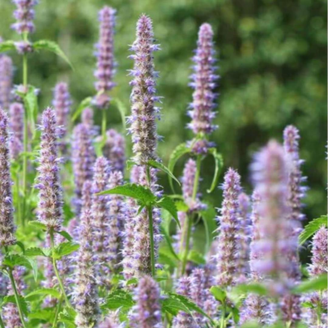 Anise Hyssop Perennial Flower Seeds | Circle Farms