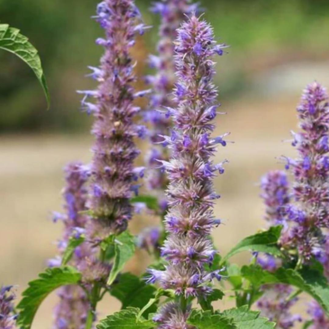 Anise Hyssop Perennial Flower Seeds | Circle Farms