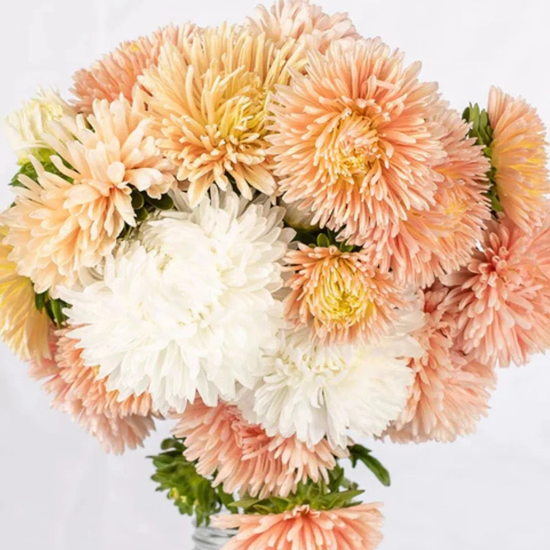Aster Seeds - The Roses Mix | 75 Seeds | Circle Farms Canada