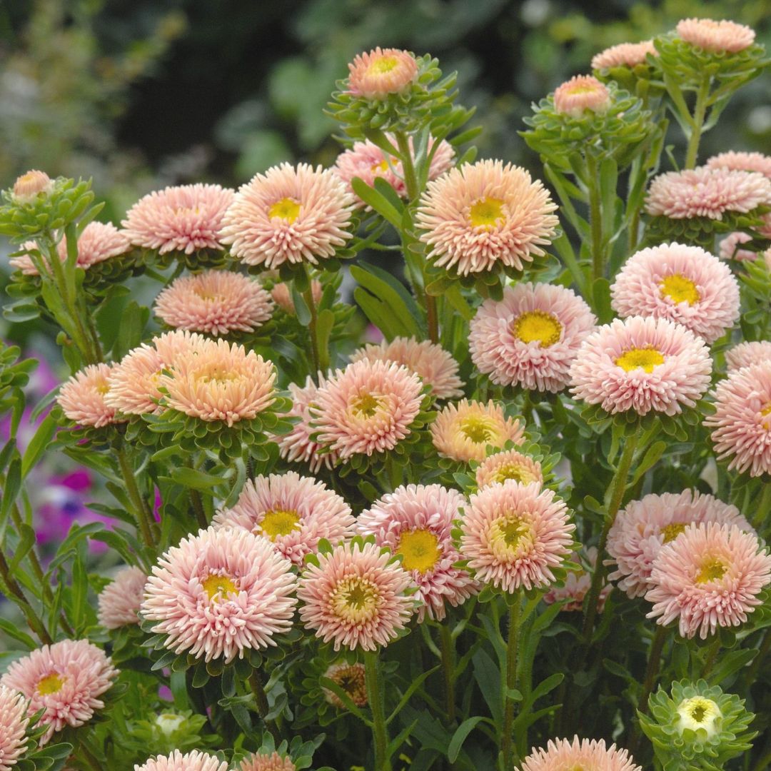 Aster Seeds - Matsumoto Apricot | Circle Farms Seeds Canada