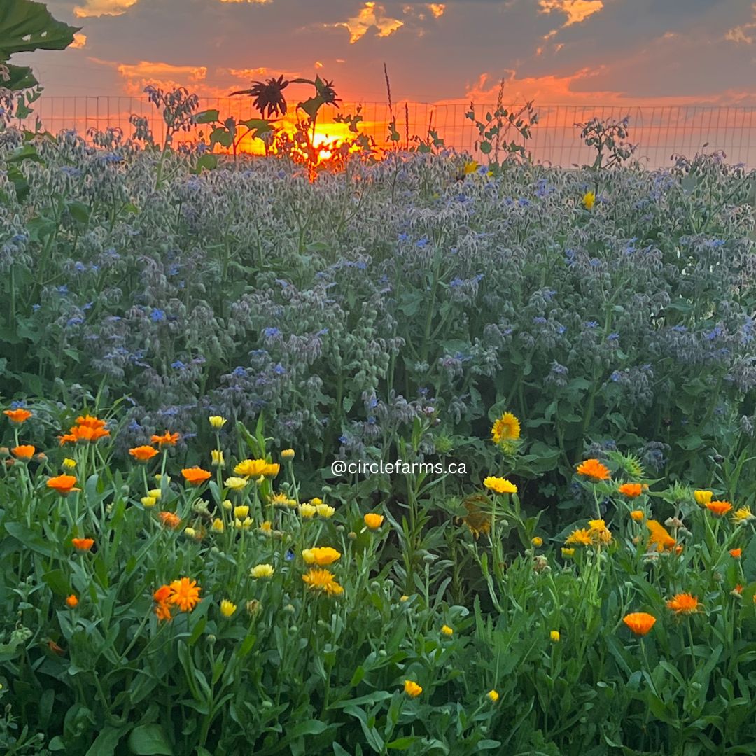 Calendula Seeds - Farm Mix Orange and Yellow | Circle Farms