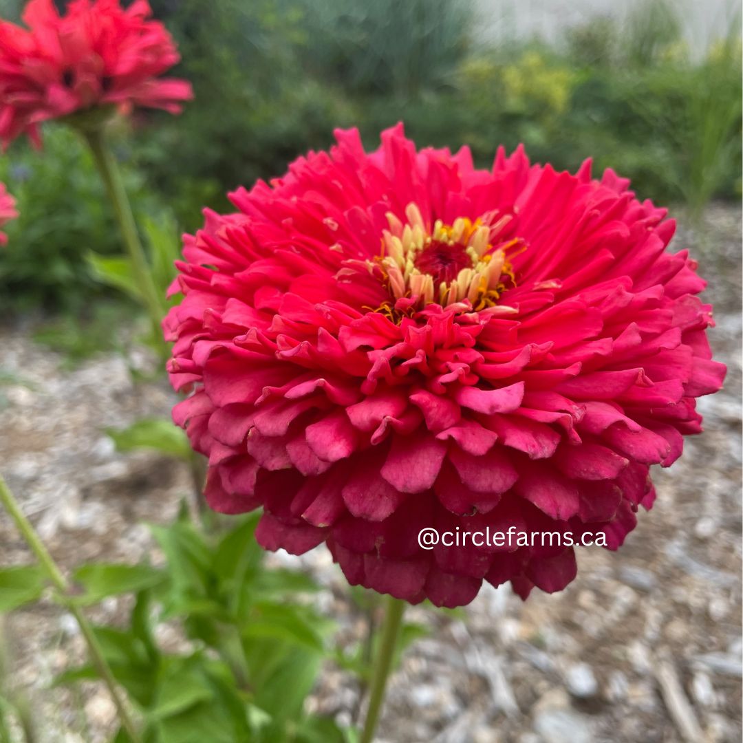 Zinnia Flower Seeds - Benary Giant Carmine Rose | Circle Farms