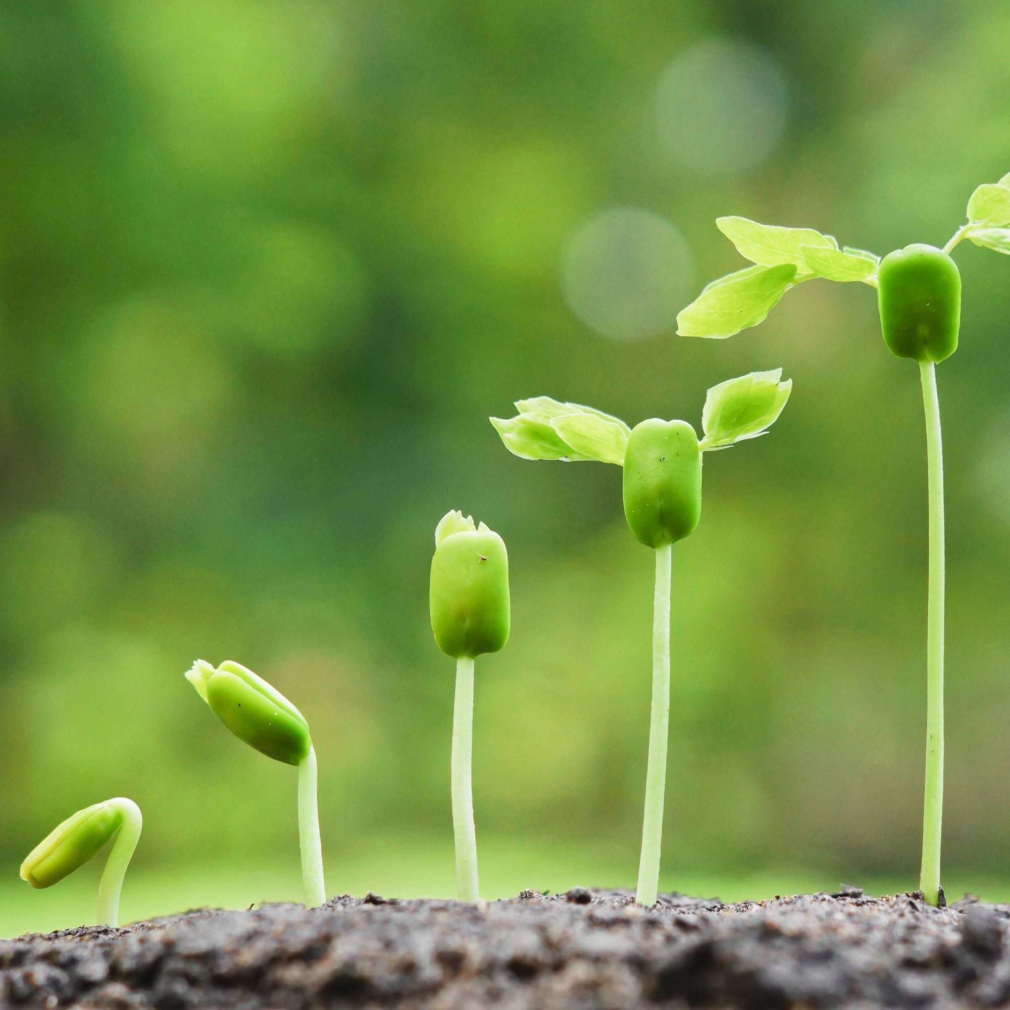 Circle Farms | Seeds Canada - Heirloom Organic Seeds Online