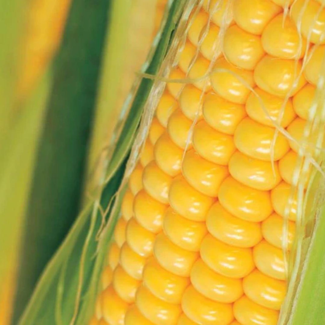 Heirloom and Non-GMO Open Pollinated Corn Seeds – Circle Farms