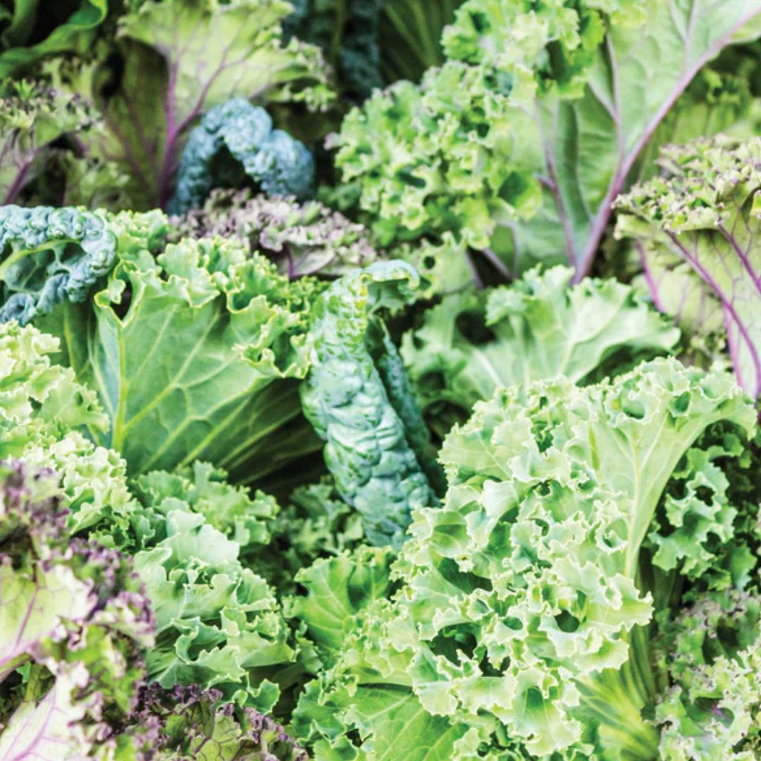 Kale - Summer Blend | Circle Farms Canada
