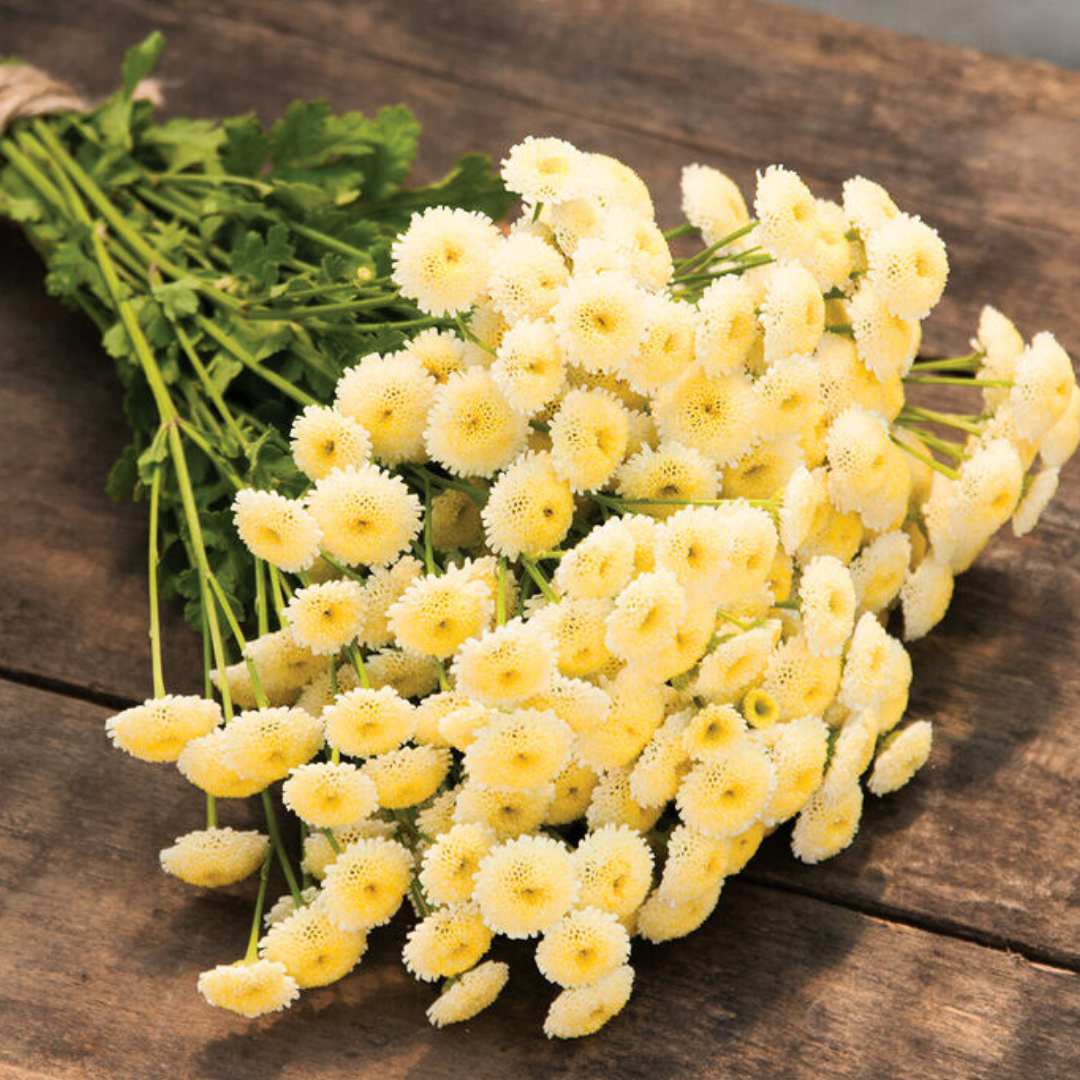 Feverfew Seeds - Magic Lime Green (Organic) 100 Pack | Circle Farms