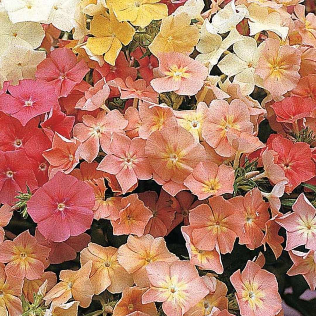 Phlox Seeds - Phlox of Sheep Pastel Mix – Circle Farms