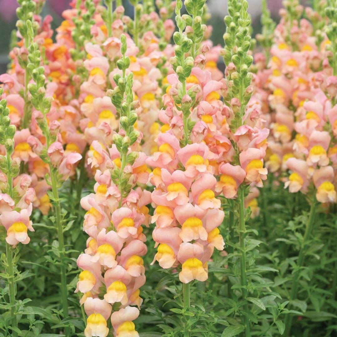 Snapdragon Seeds - Antibes Apricot I - Circle Farms Canada