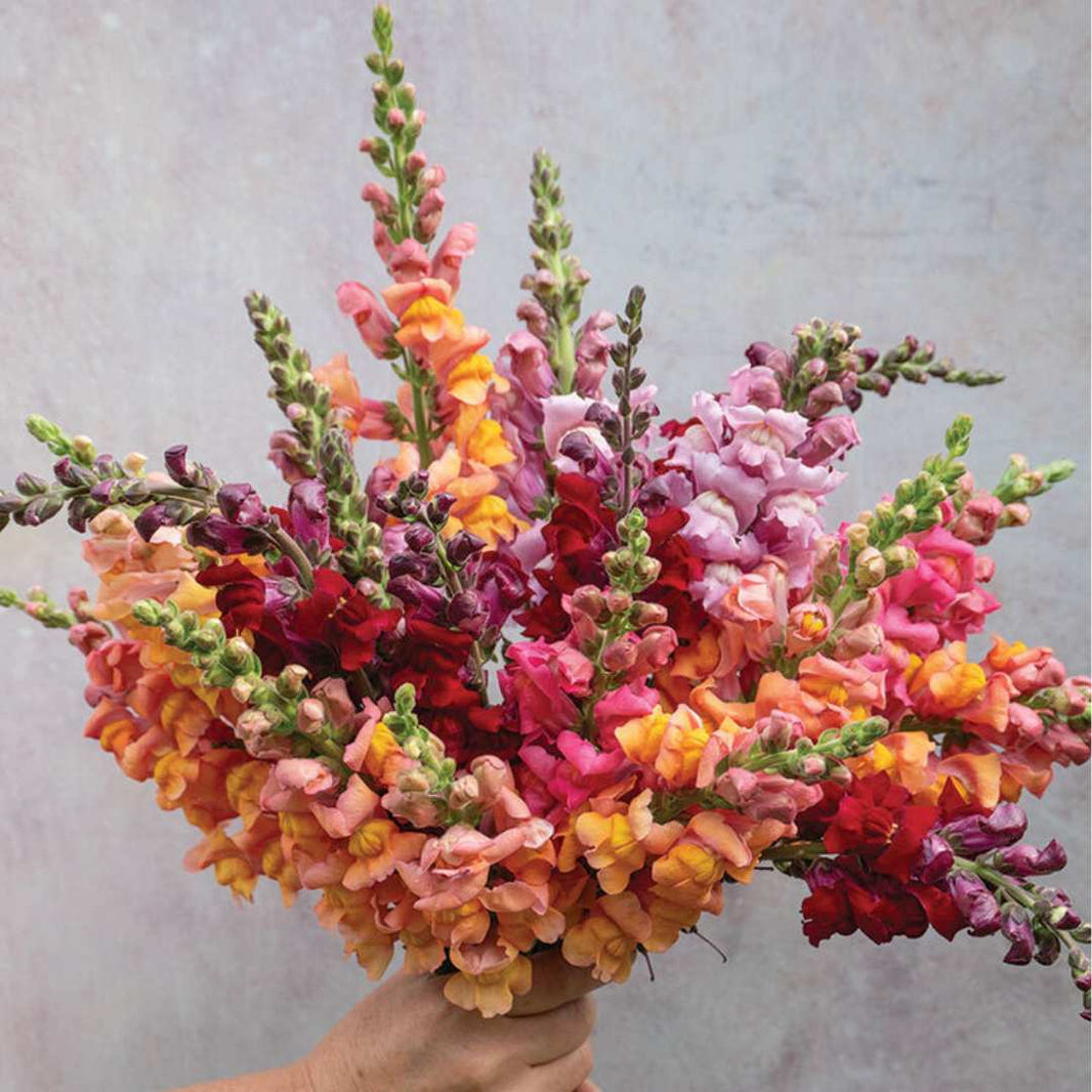 Snapdragon Seeds Cut Flower Seeds | Circle Farms Canada