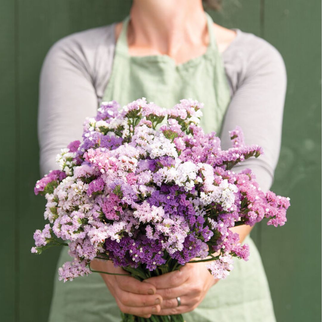 Statice Flower Seeds Pastel Shades | Circle Farms Canada