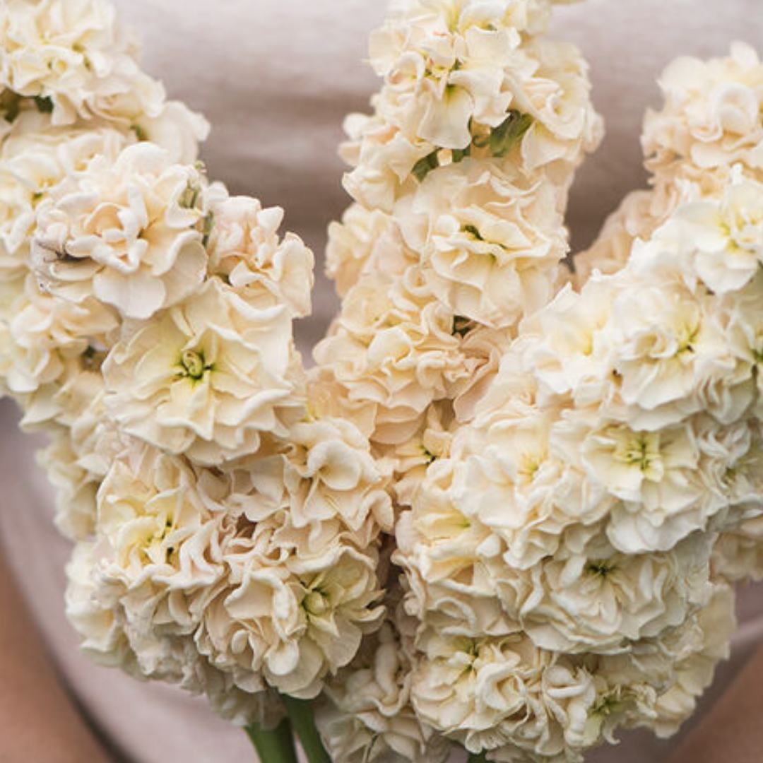 Stock Flower Seeds - Iron Apricot | Circle Farms Canada