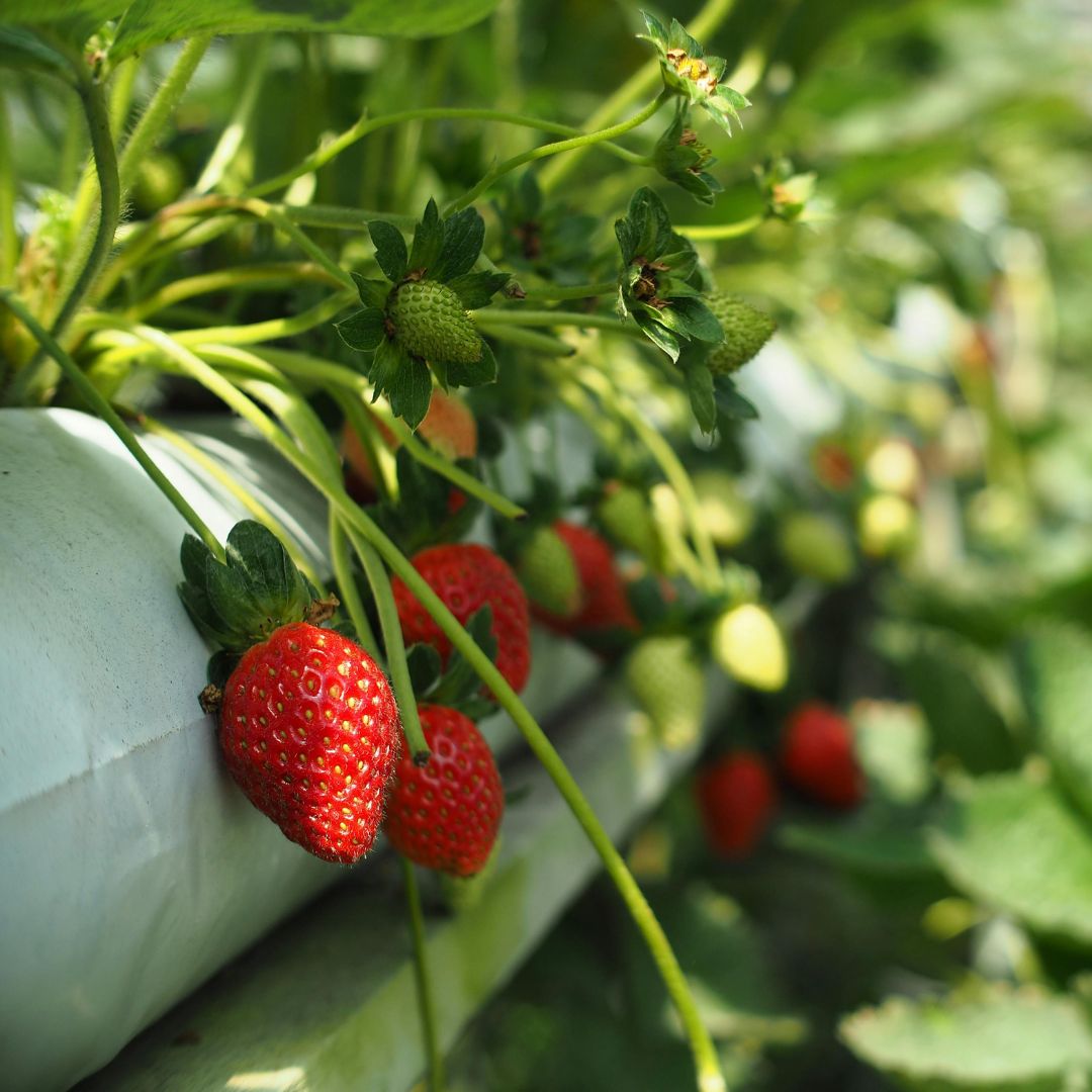 Strawberry Seeds - Fresca | Circle Farms Canada