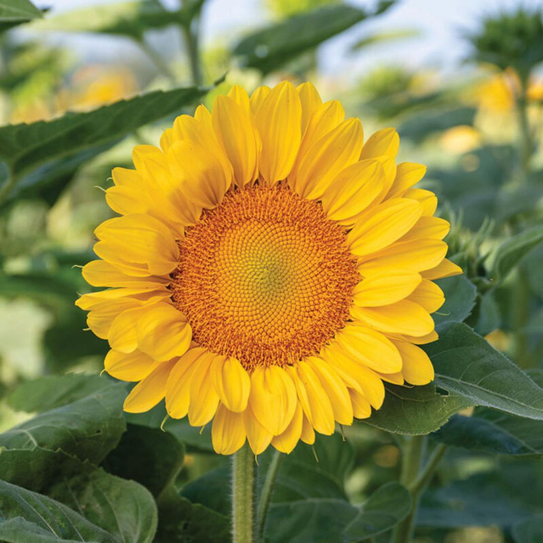 Sunflower Seeds to Plant | Bright, Pollinator-Friendly Blooms – Circle ...