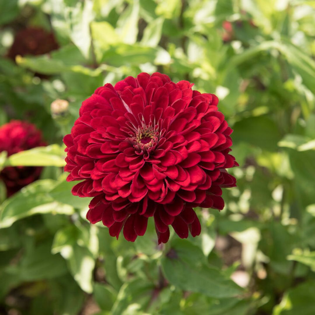 Zinnia Seeds - Benary Giant Deep Red | Circle Farms Seeds Canada