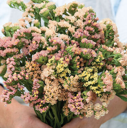 Statice Flower Seeds - Apricot Beauty | Circle Farms Canada