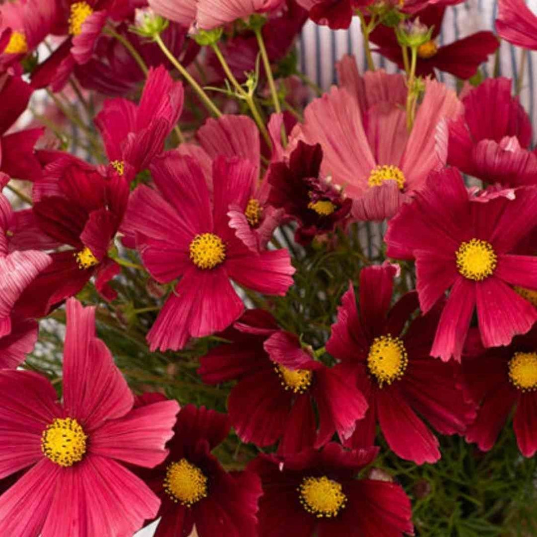 Cosmos Seeds | Easy-to-Grow Annuals for Pollinators & Cut Flowers ...