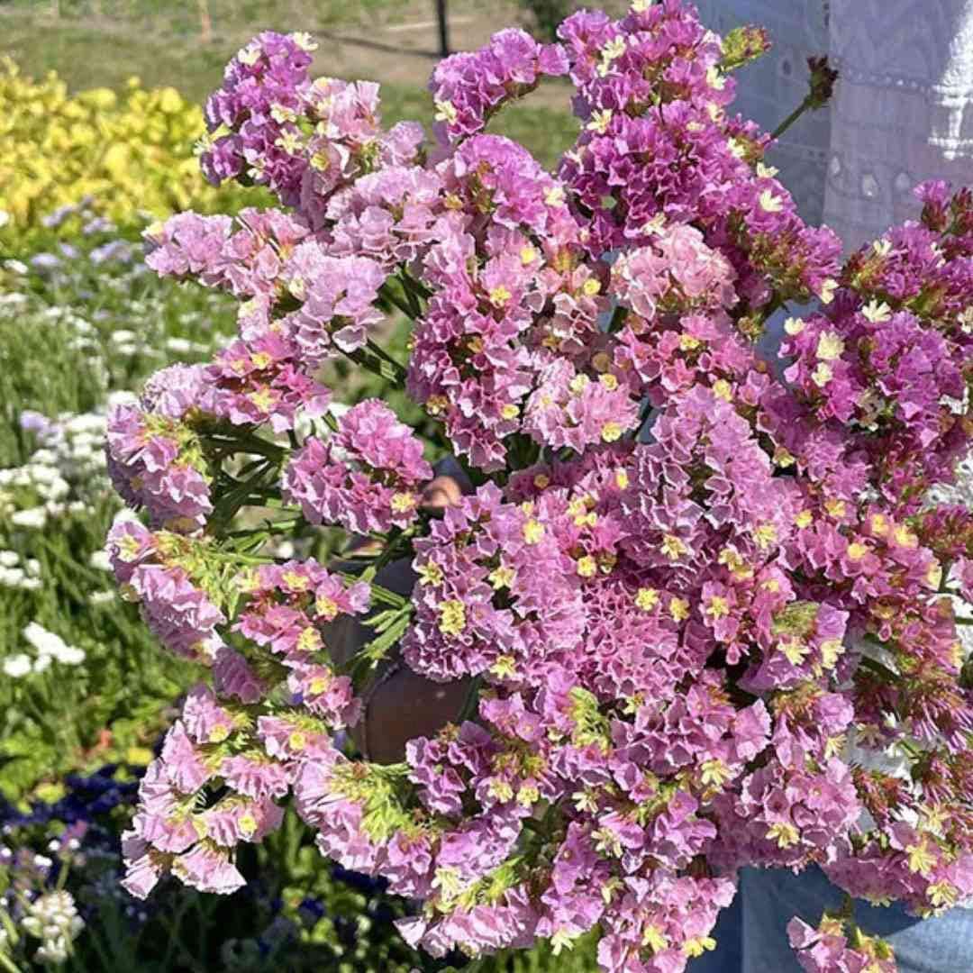 Statice Seeds - Forever Happy Pink Lavender Online Canada – Circle Farms