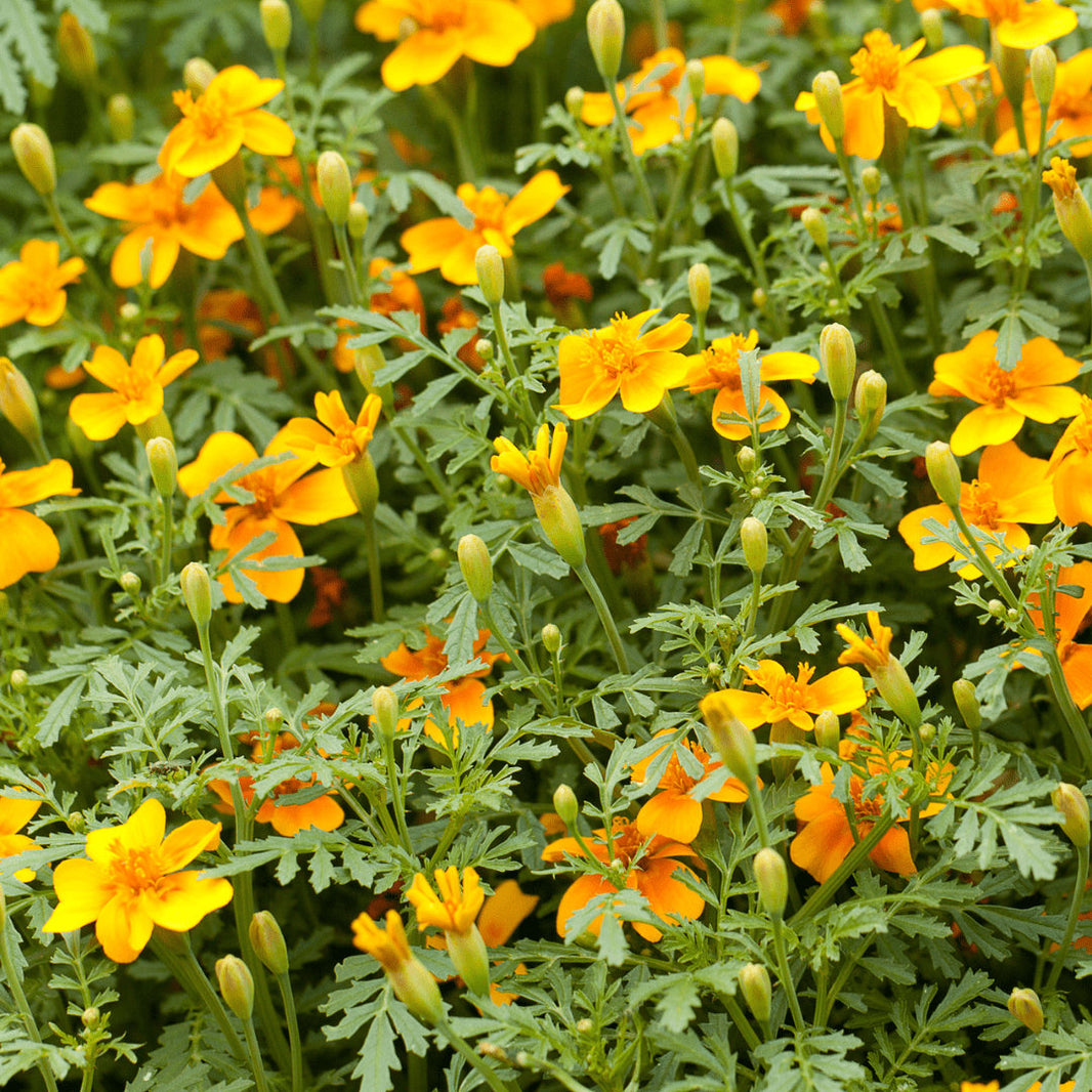 Marigold Flower Seeds | Circle Farms Canada