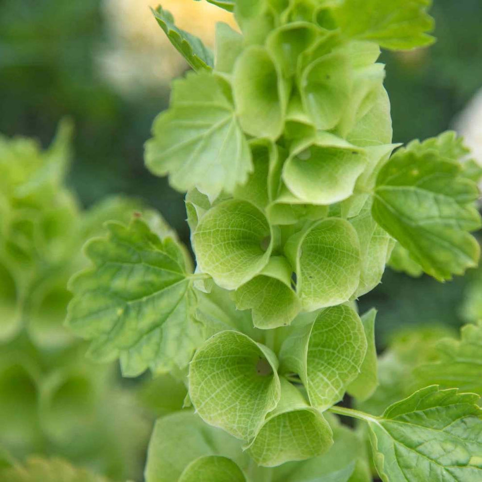Bells of Ireland Seeds | Online Canada - Circle Farms