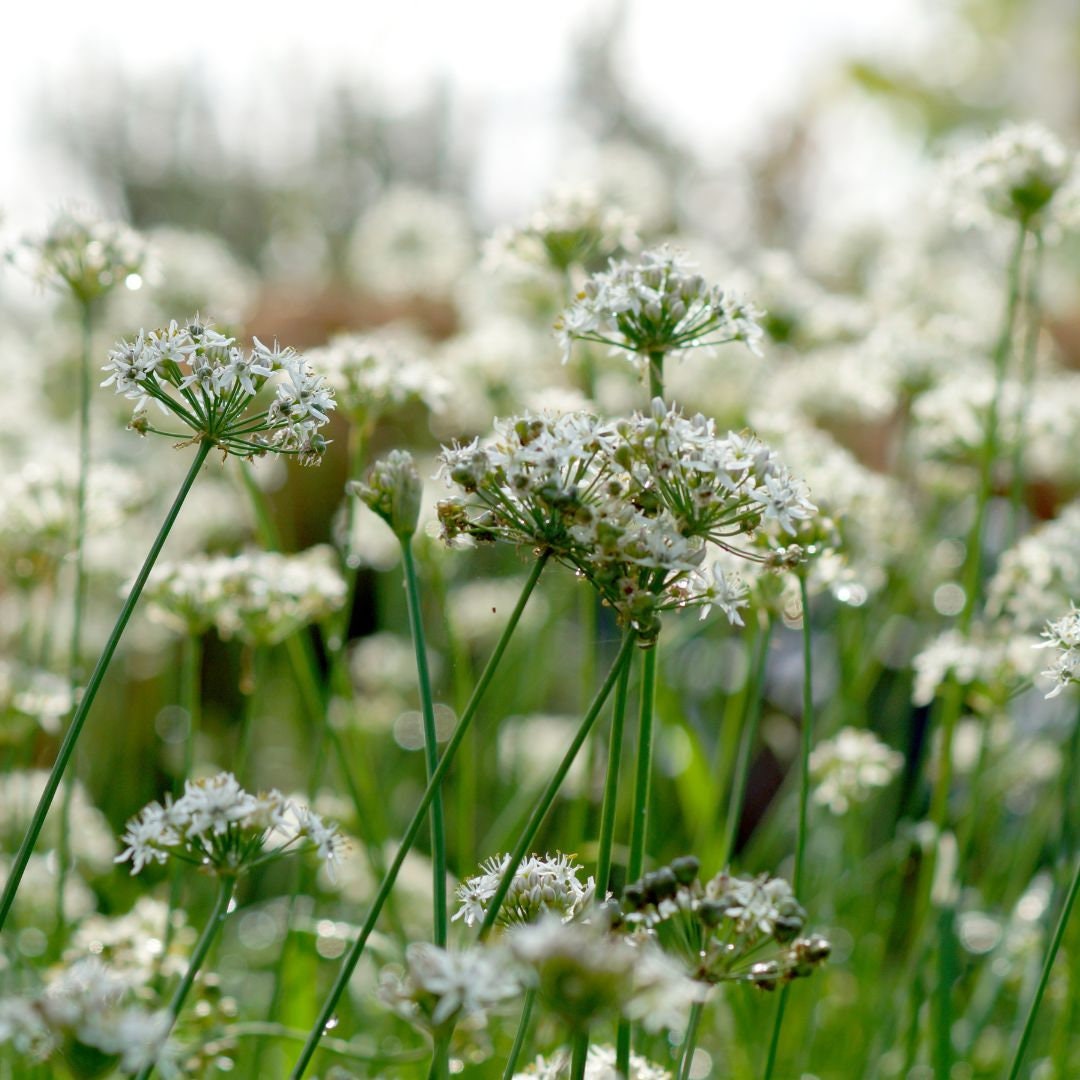 Garlic Chive Seeds | Online Canada - Circle Farms