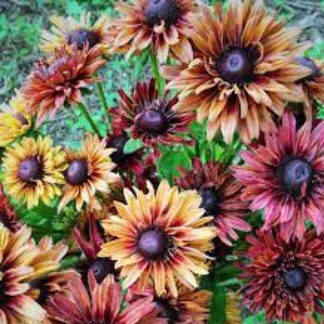 Rudbeckia Seeds - Sahara Mix – Circle Farms
