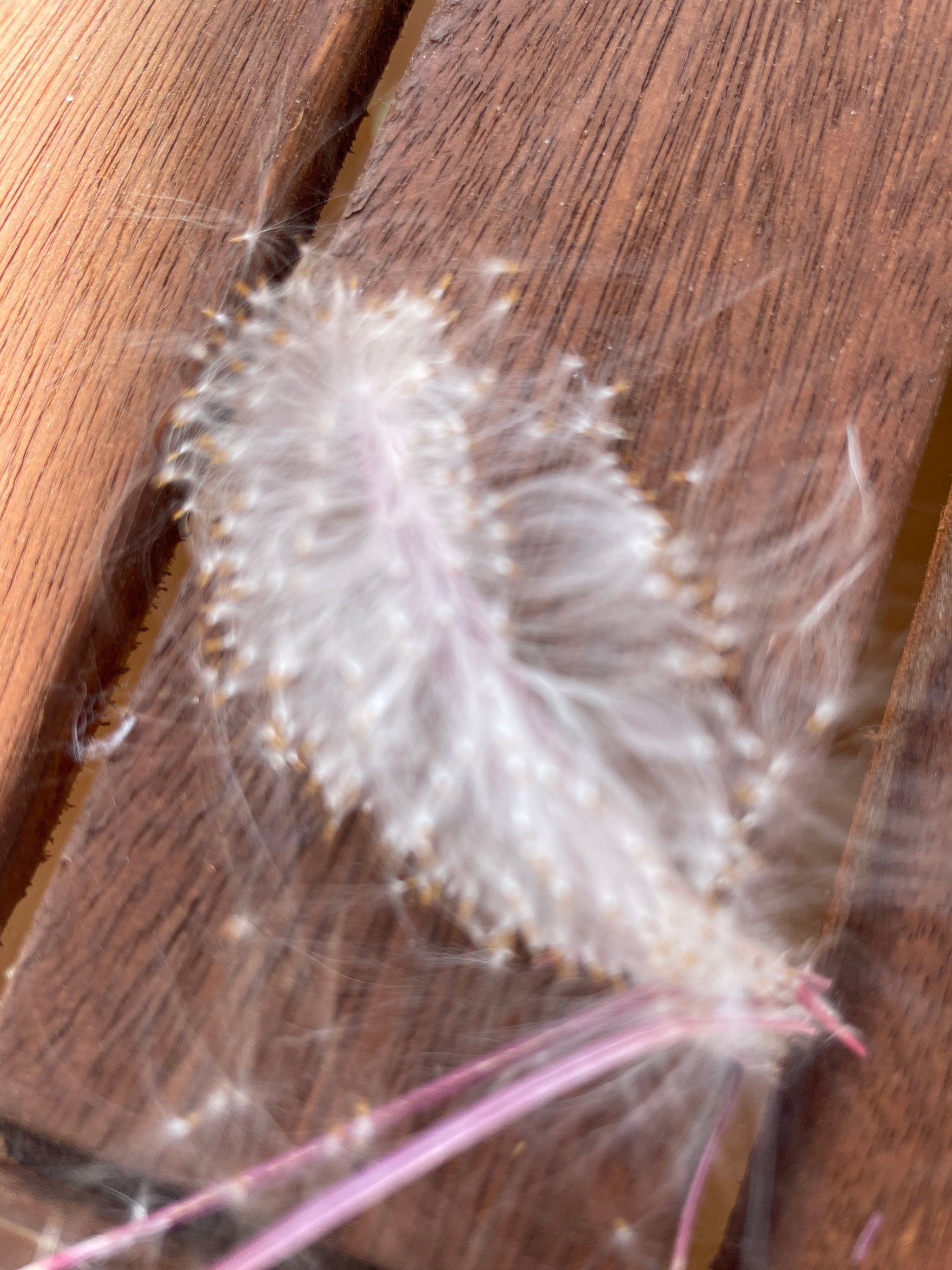 Fireweed Seeds - Wild Flower Seeds Canada | Circle Farms