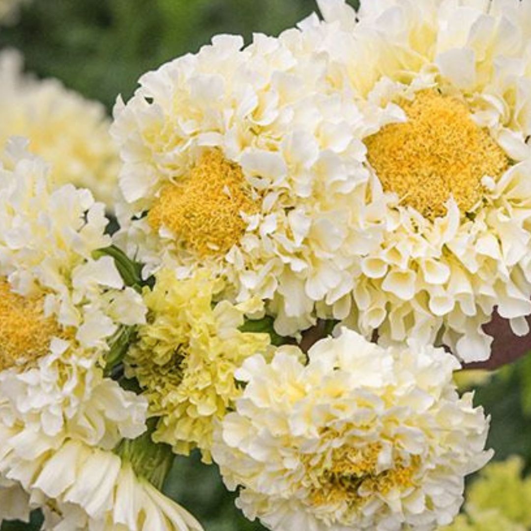 White Marigolds
